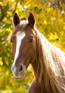 HoliCapil - Pour une peau saine et un beau pelage – Labo Solidago